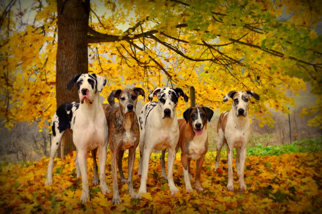 The Importance of Positive Dog Training - Happy Tails Dog Training